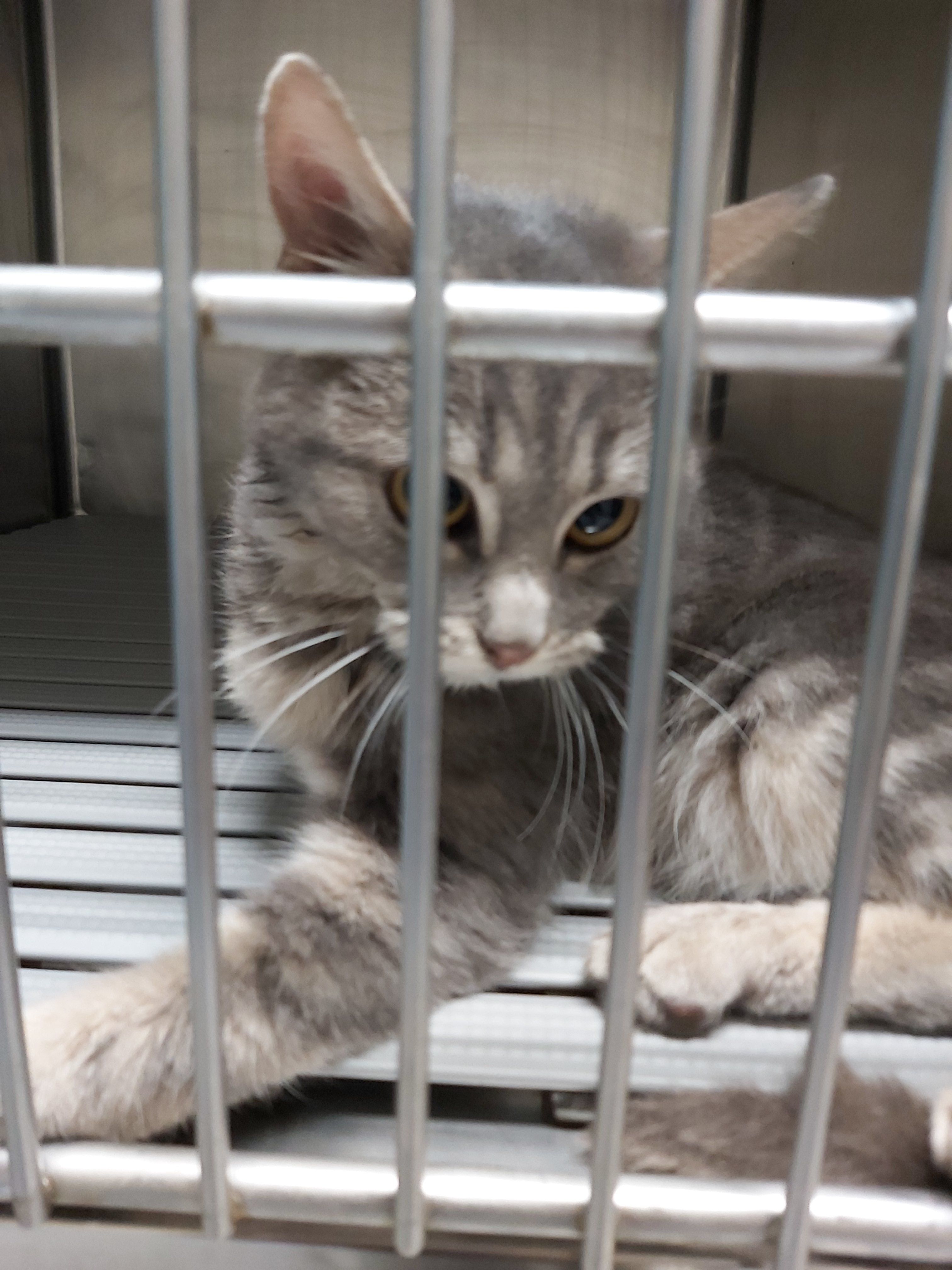 Chaton mâle tigré gris trouvé à Dombasle | Pet911.fr
