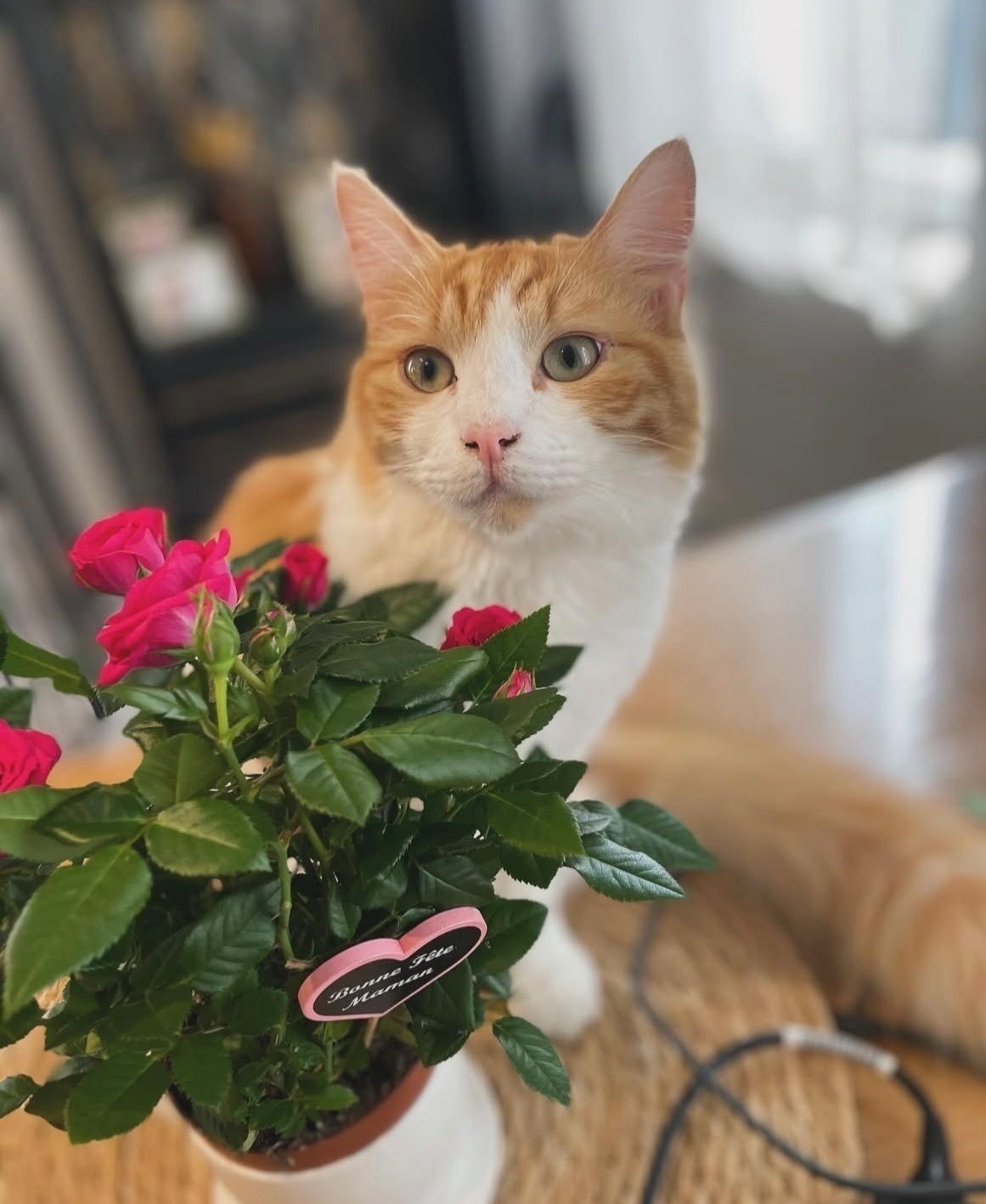 Chat roux et blanc perdu à Sains-Richaumont | Pet911.fr