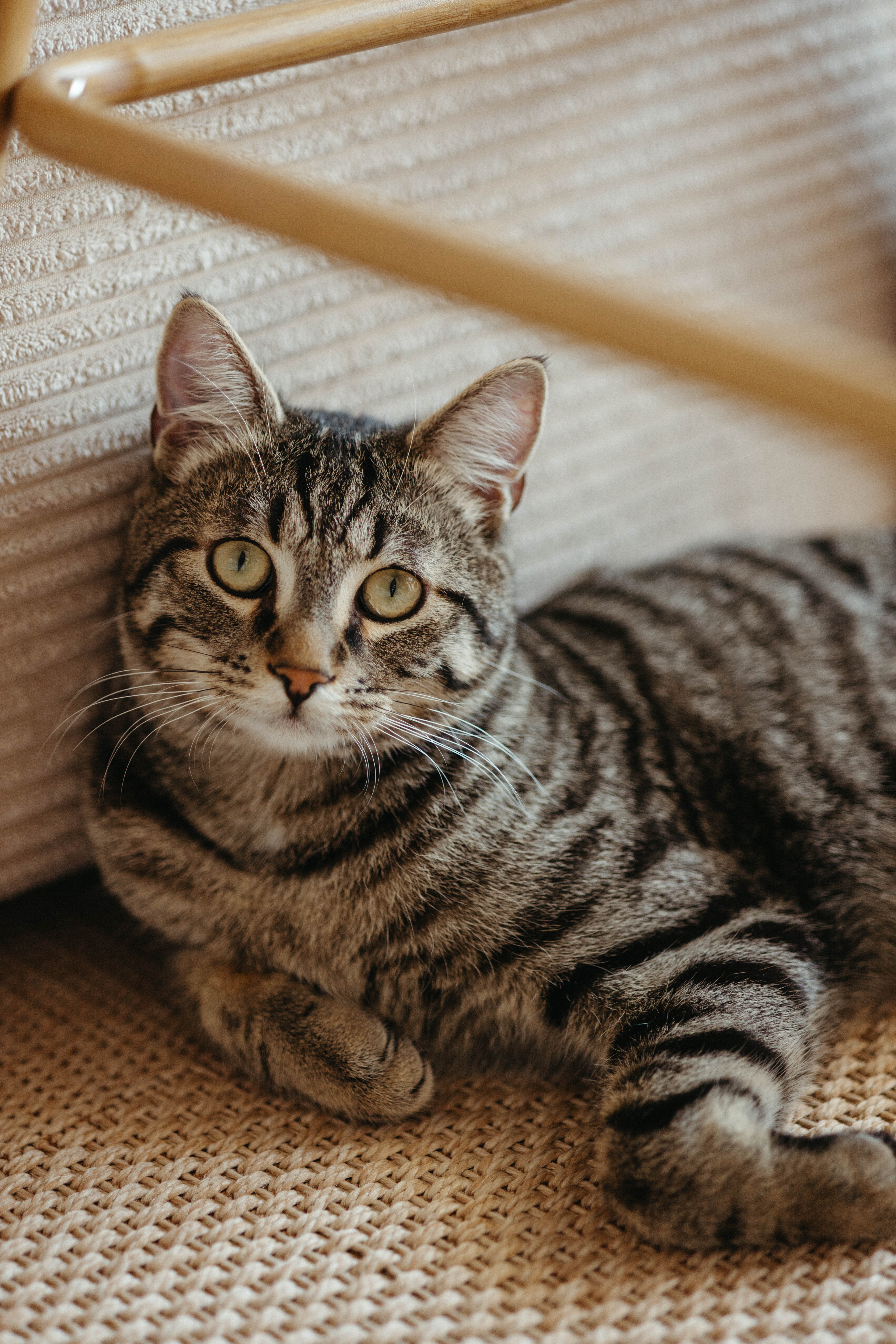 Chat tigré perdu à Brive-la-Gaillarde | Pet911.fr