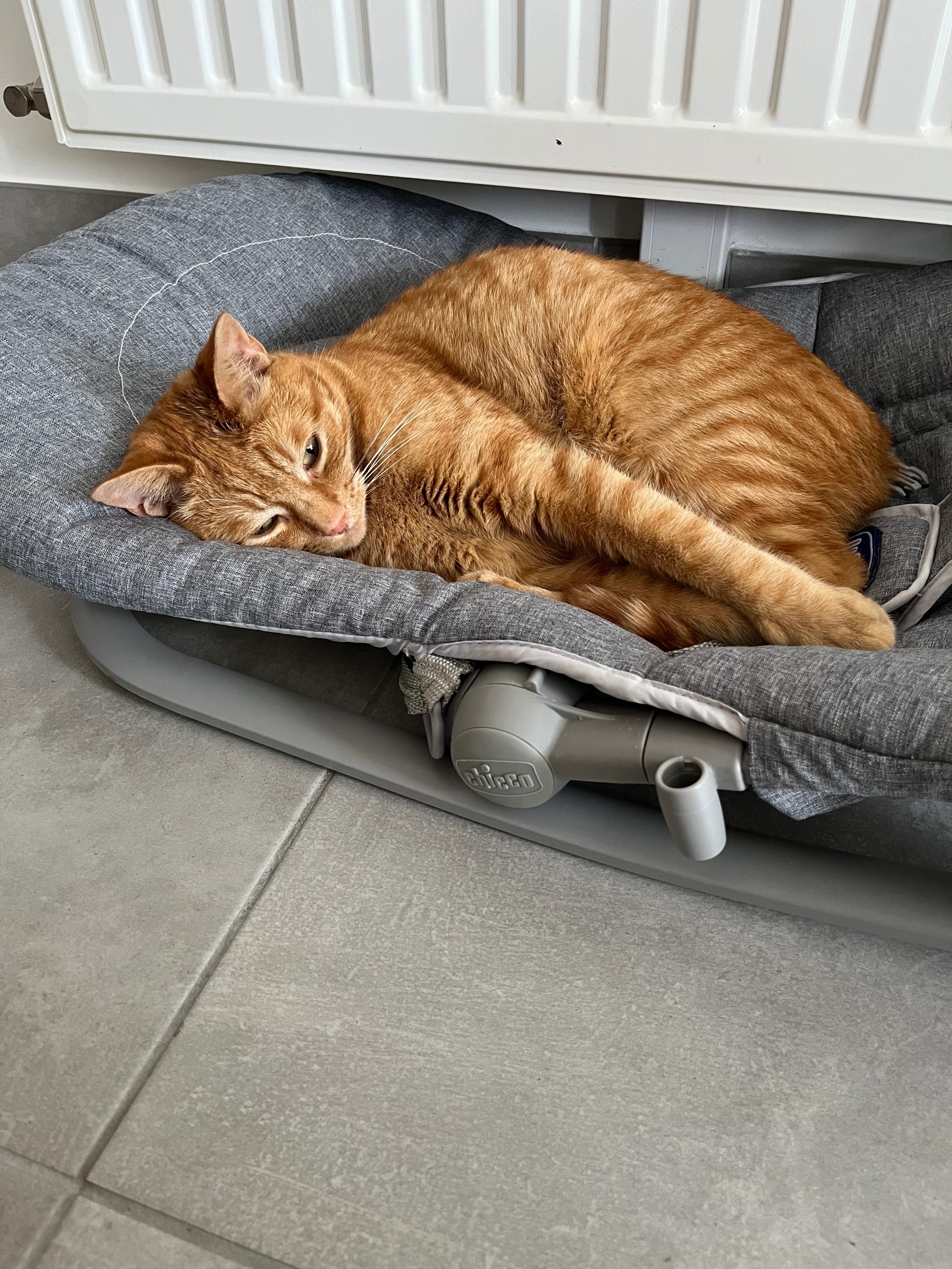 Chat roux perdu, pucé à Chemillé-en-Anjou | Pet911.fr