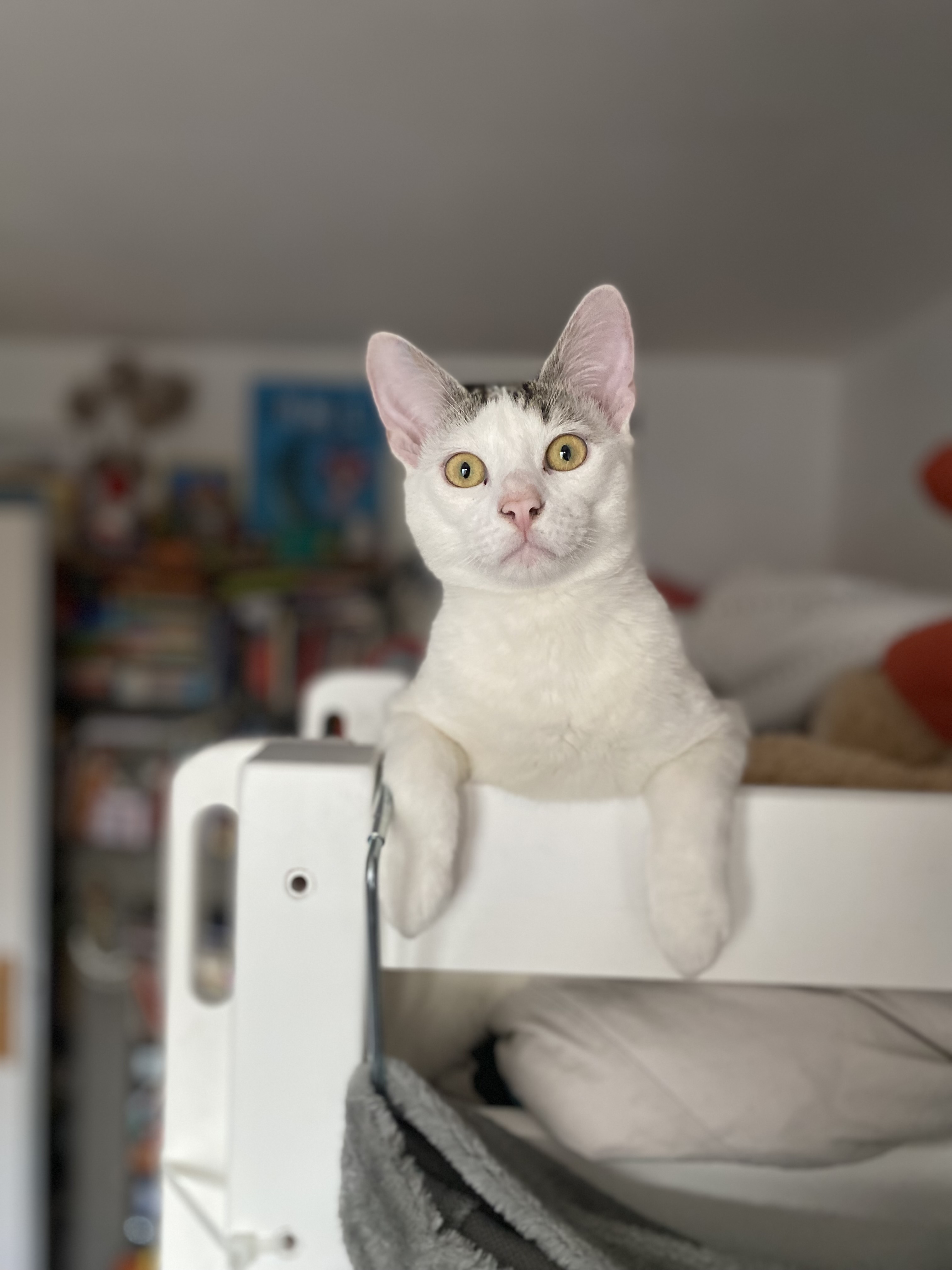 Chat perdu à Romainville, rue Mirabeau | Pet911.fr