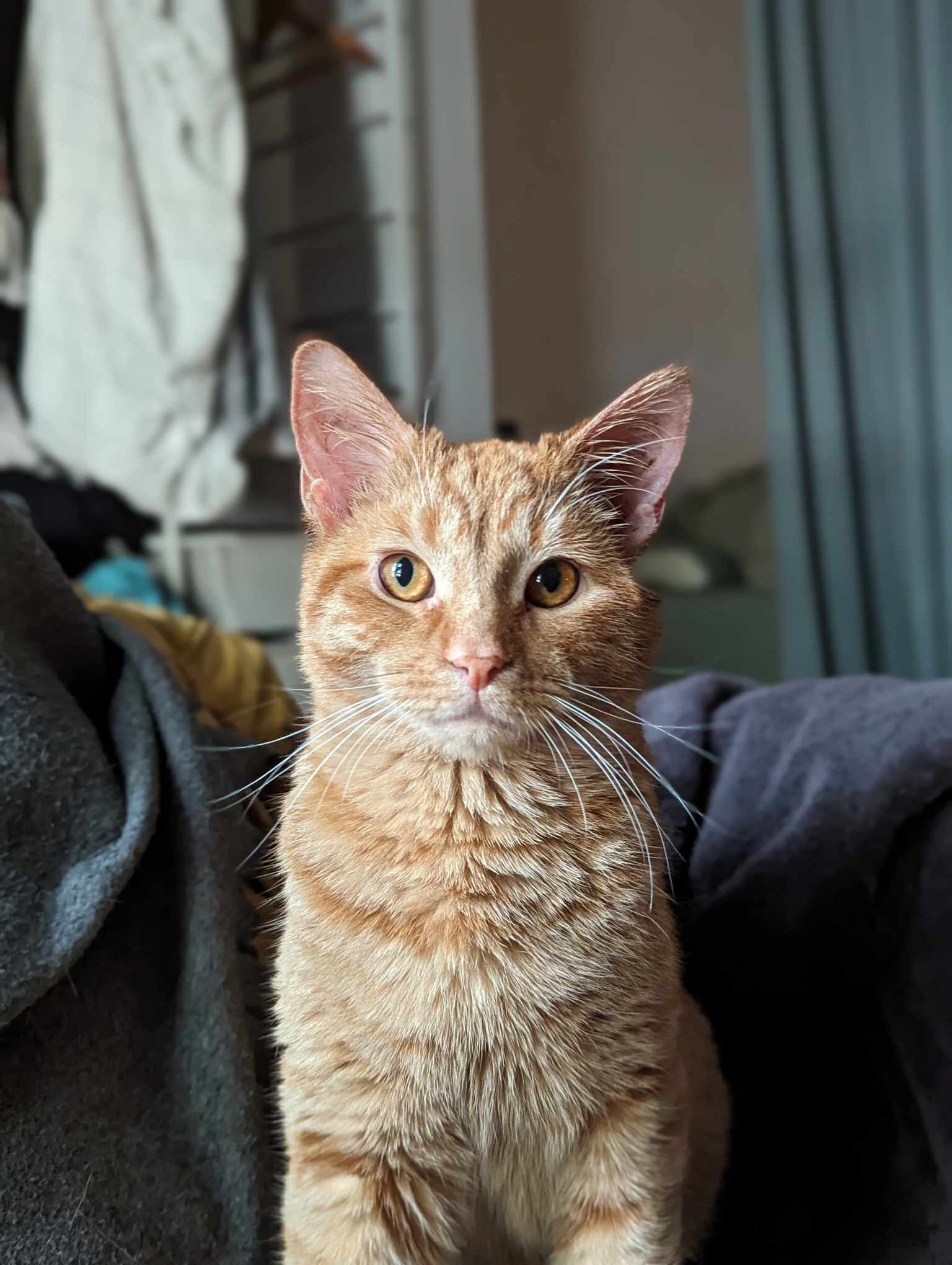 Chat mâle roux perdu, santé fragile | Pet911.fr