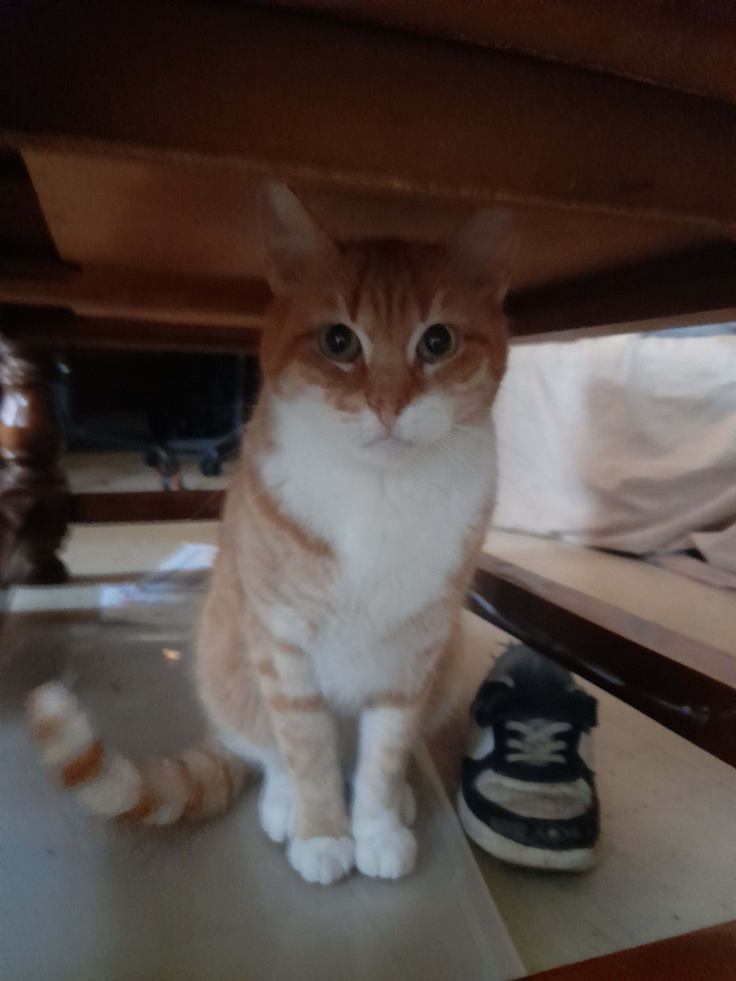 Chat perdu : Momo, blanc et roux, Sers | Pet911.fr