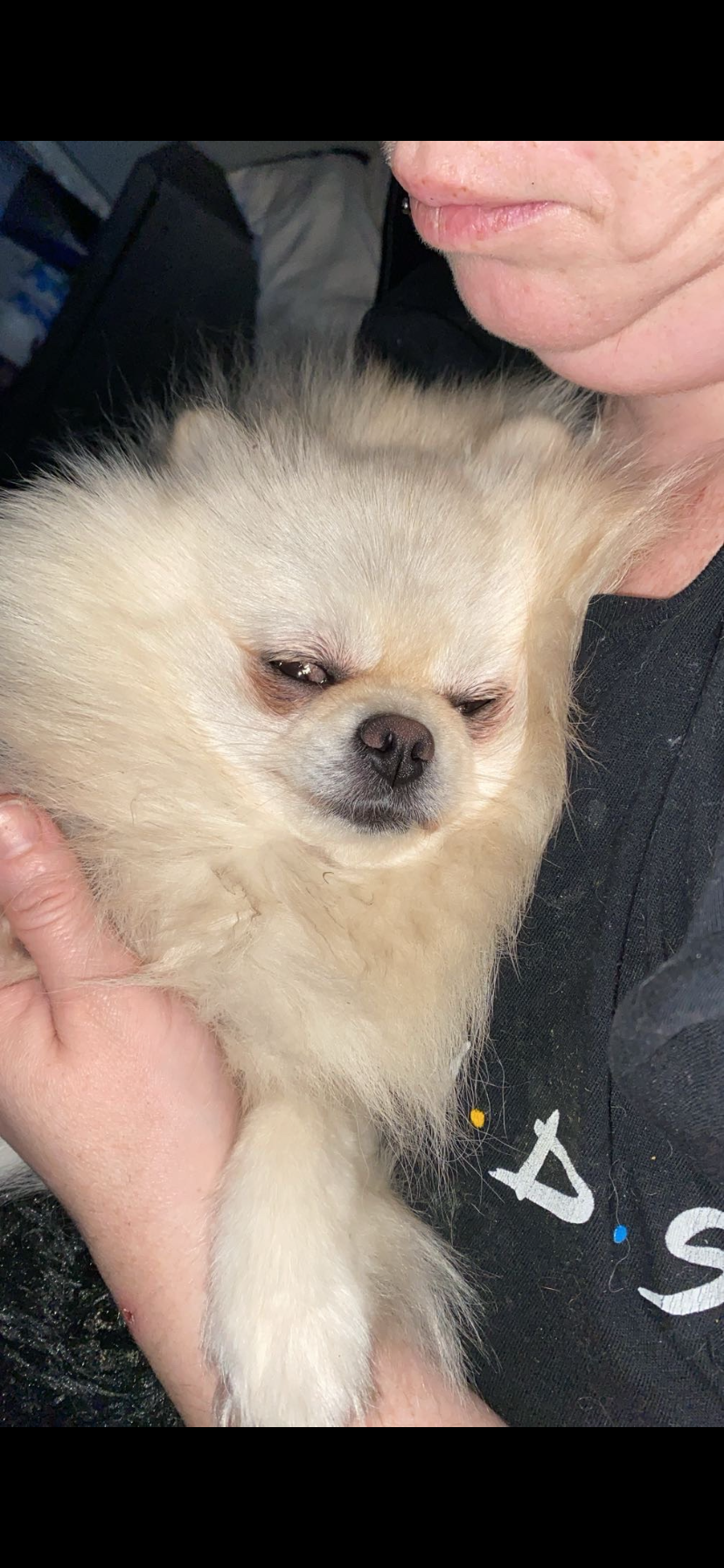 Chien perdu : Spitz nain blanc à Chanoz | Pet911.fr