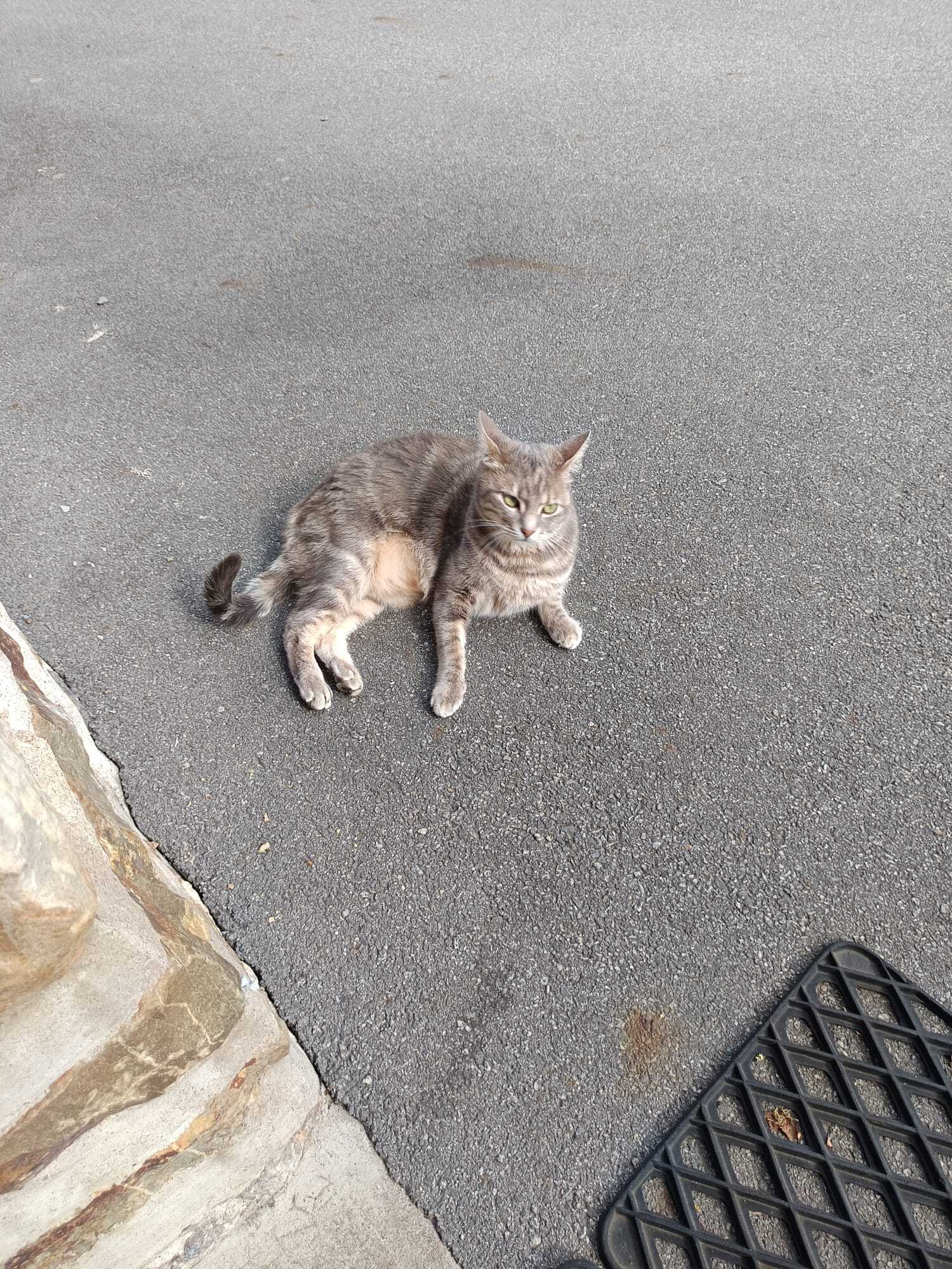 Chatte grise et blanche perdue à Bourgon | Pet911.fr