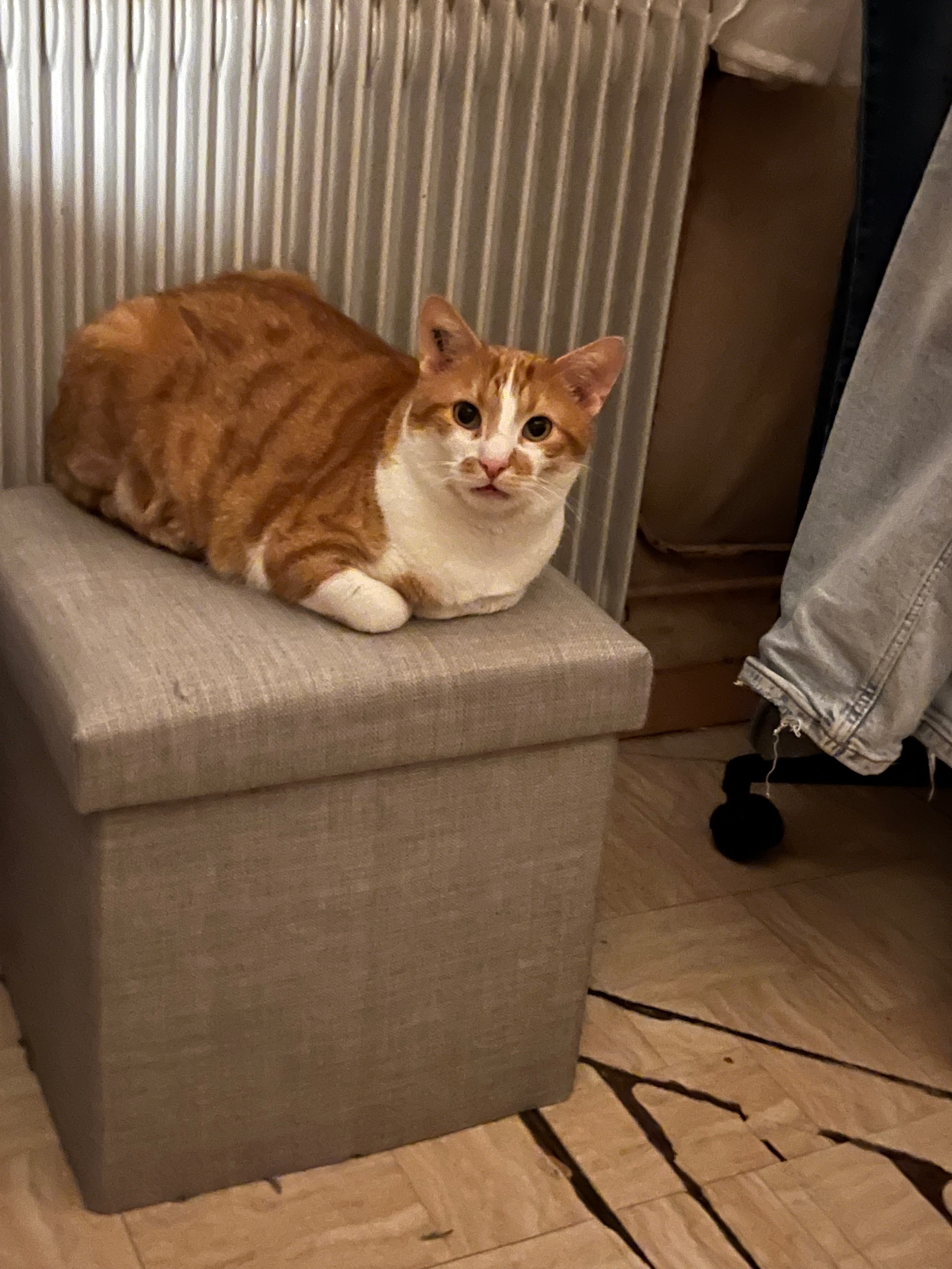 Chat perdu à Courbevoie, rue Timbaud | Pet911.fr