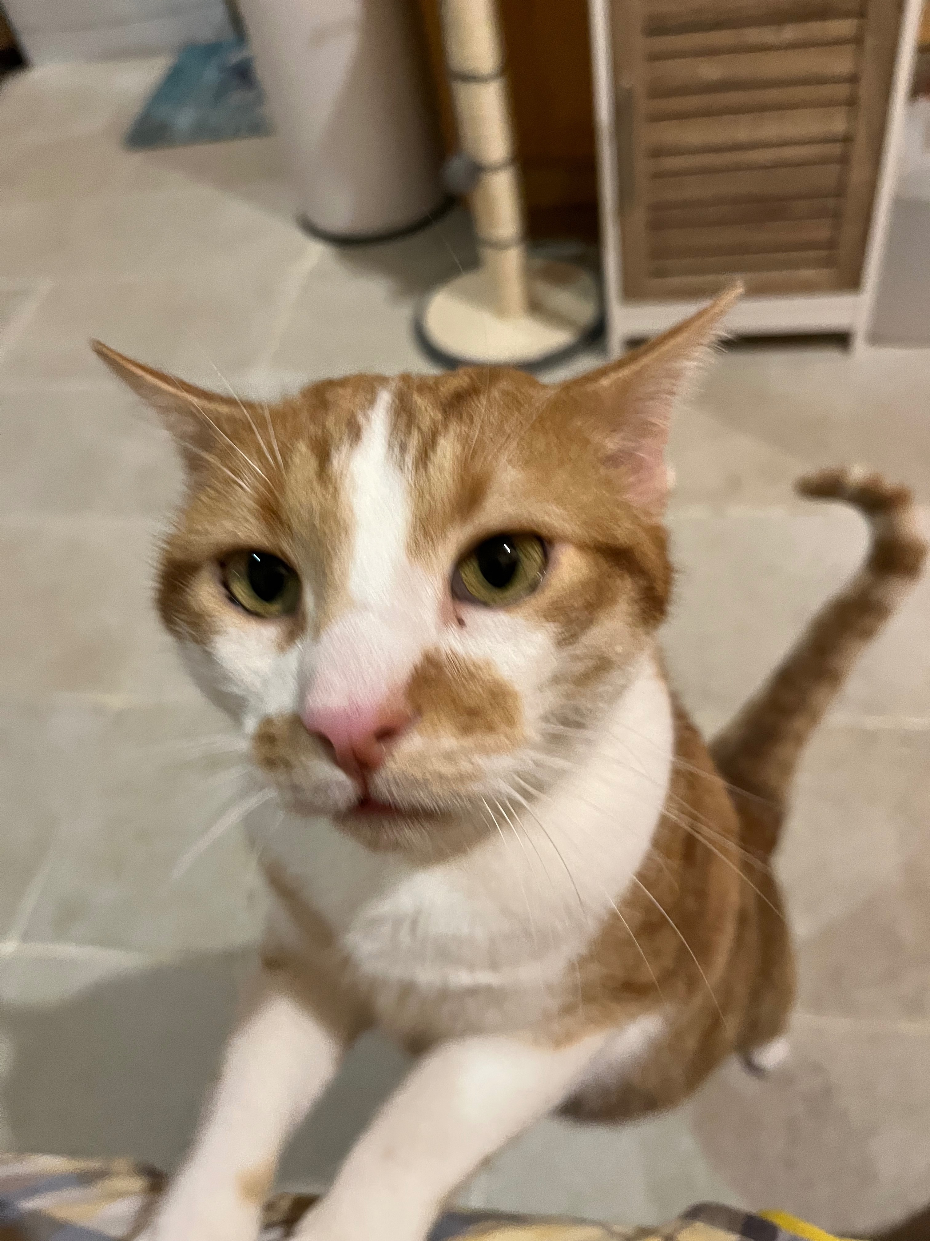 Chat perdu à Courbevoie, rue Timbaud | Pet911.fr