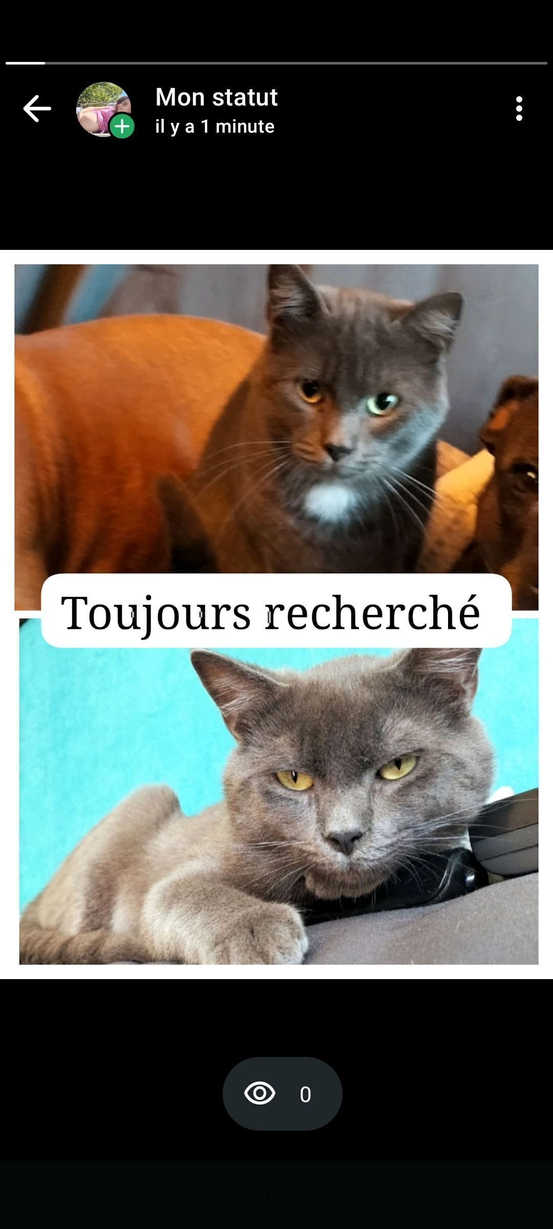 Chat perdu : Gribouille, gris, Route de la Brulatte | Pet911.fr