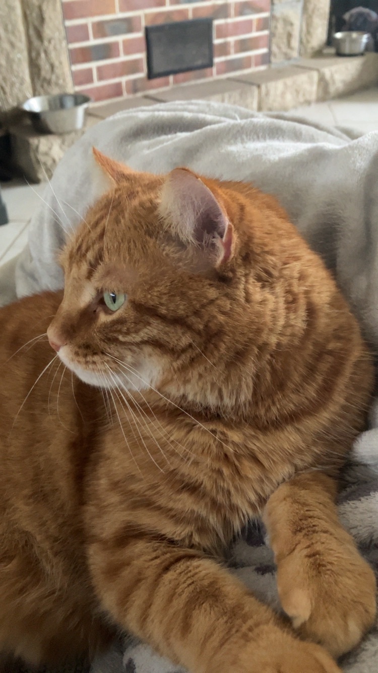 Chat roux perdu, pucé, Montauban-de-Bretagne | Pet911.fr