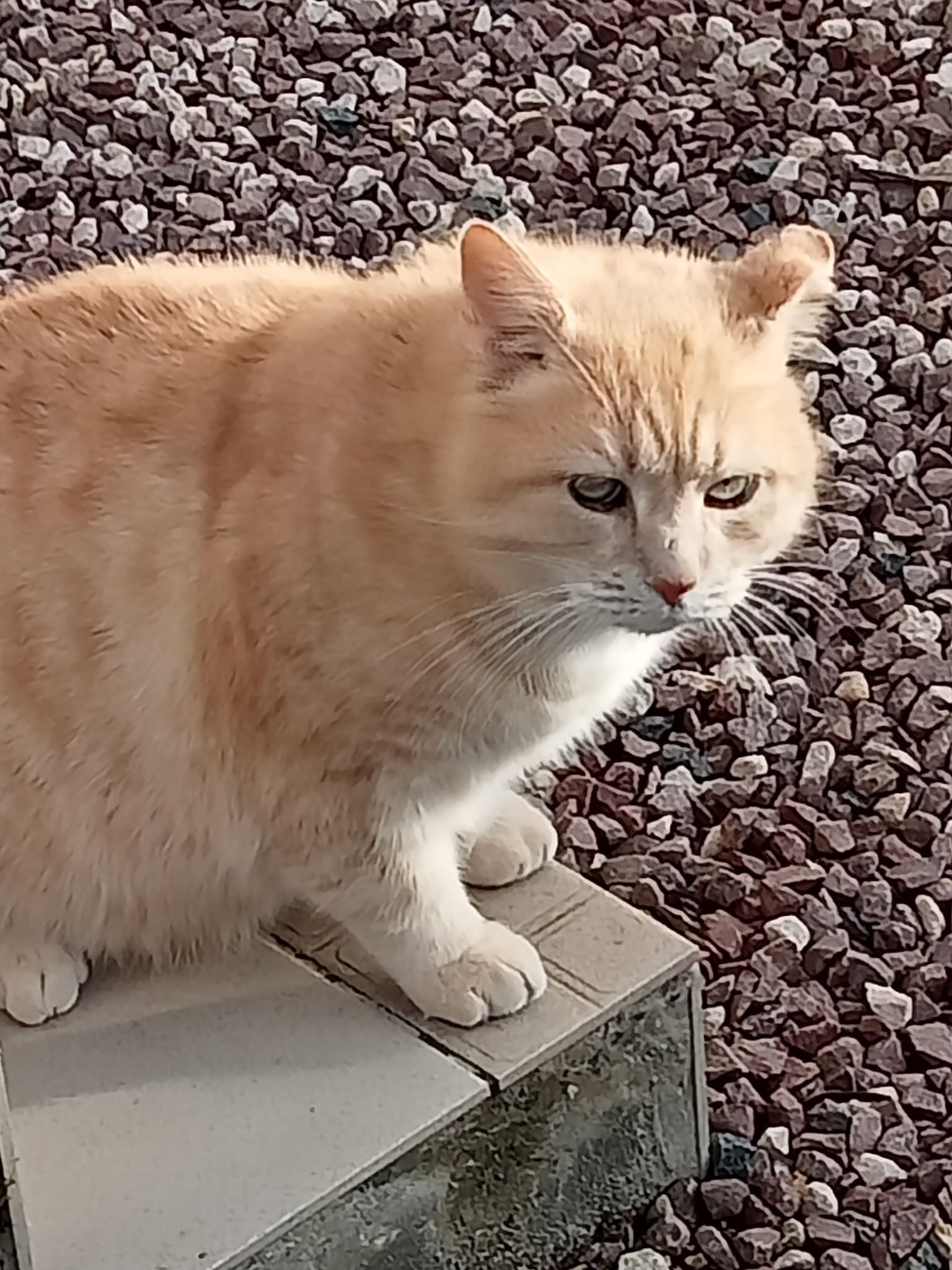Chat roux perdu à Beaumont Saint-Cyr | Pet911.fr