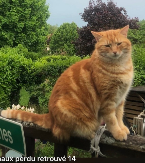 Chat roux perdu à Bretteville-sur-Odon | Pet911.fr