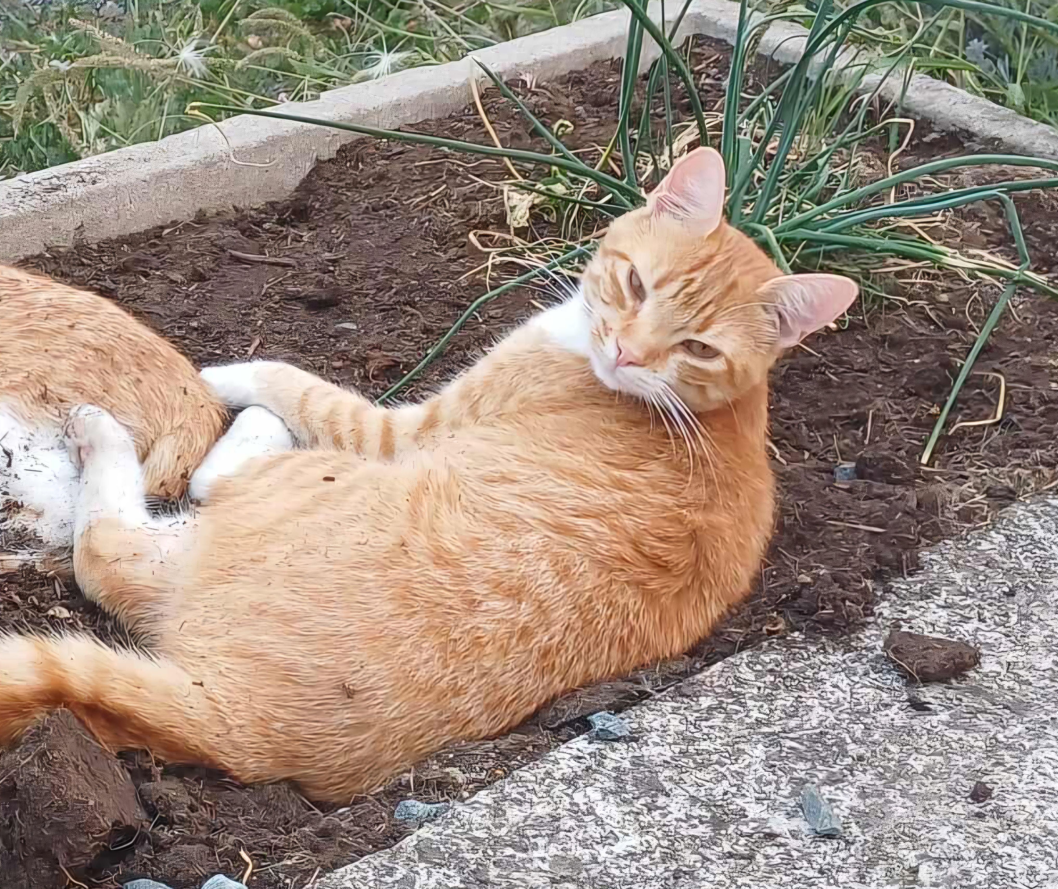 Chatte rousse perdue à Audes | Pet911.fr