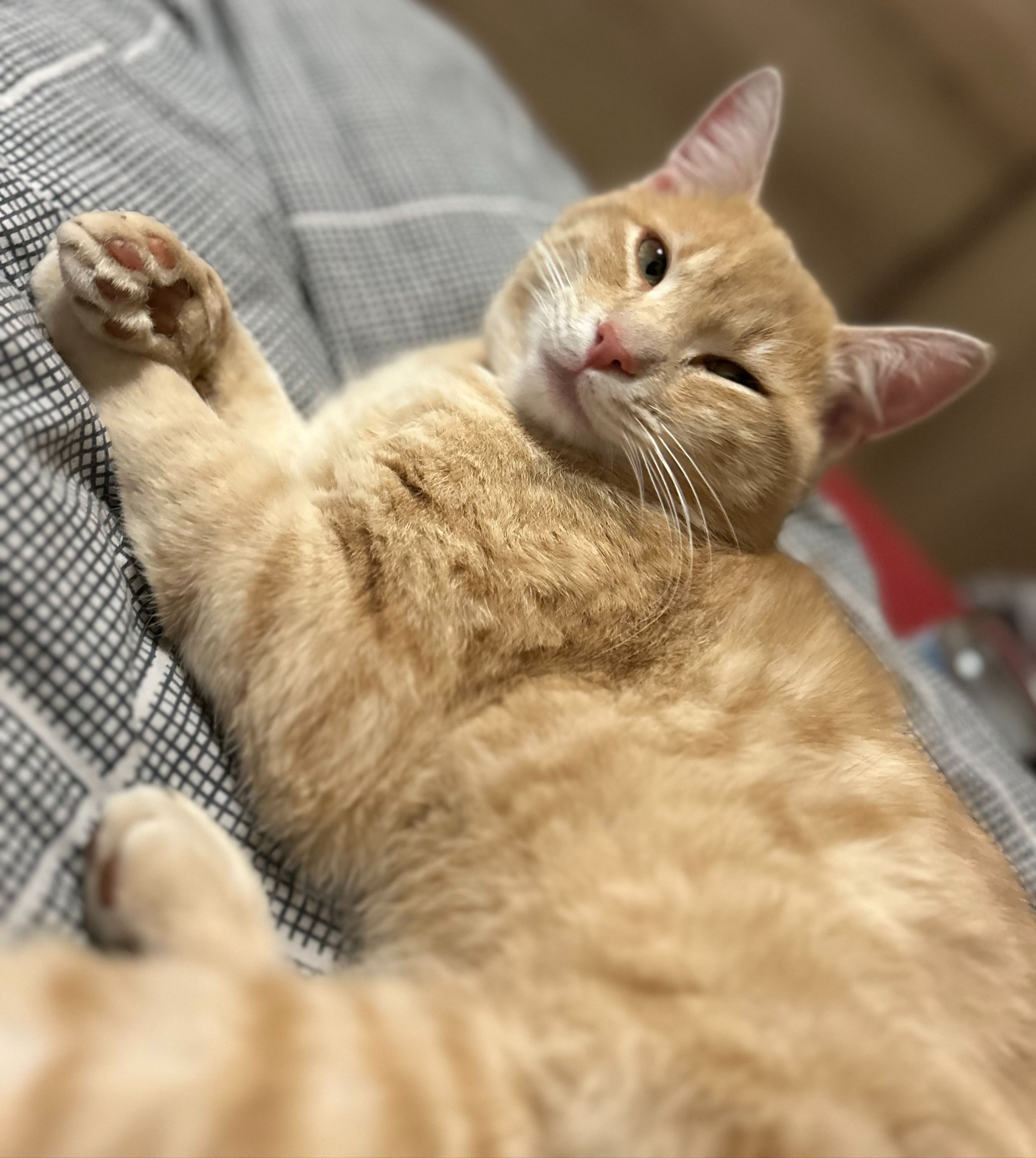 Chat perdu : Titi, crème et blanc, Les Essarts | Pet911.fr