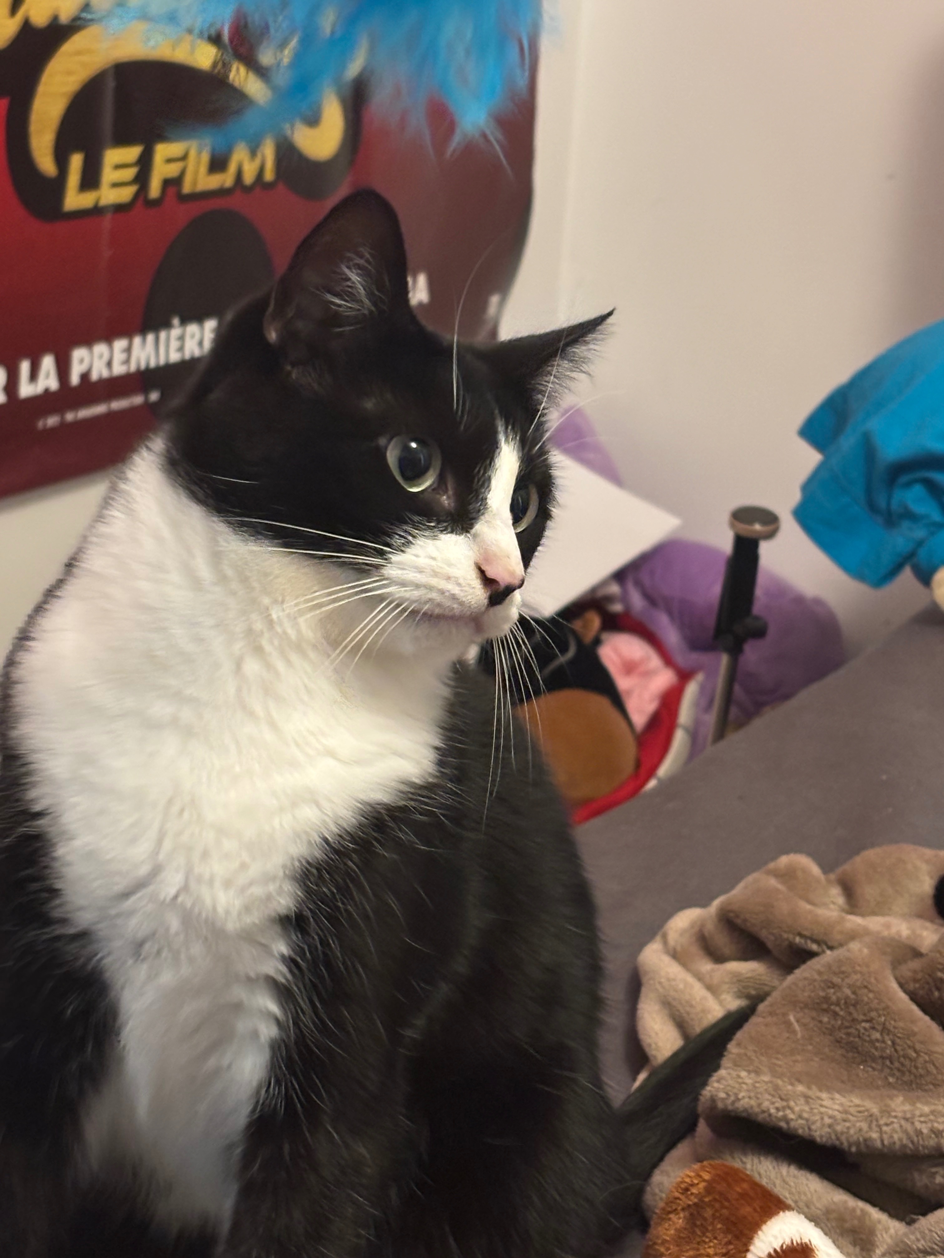 Chat perdu : Noir et blanc, craintif, Questembert | Pet911.fr