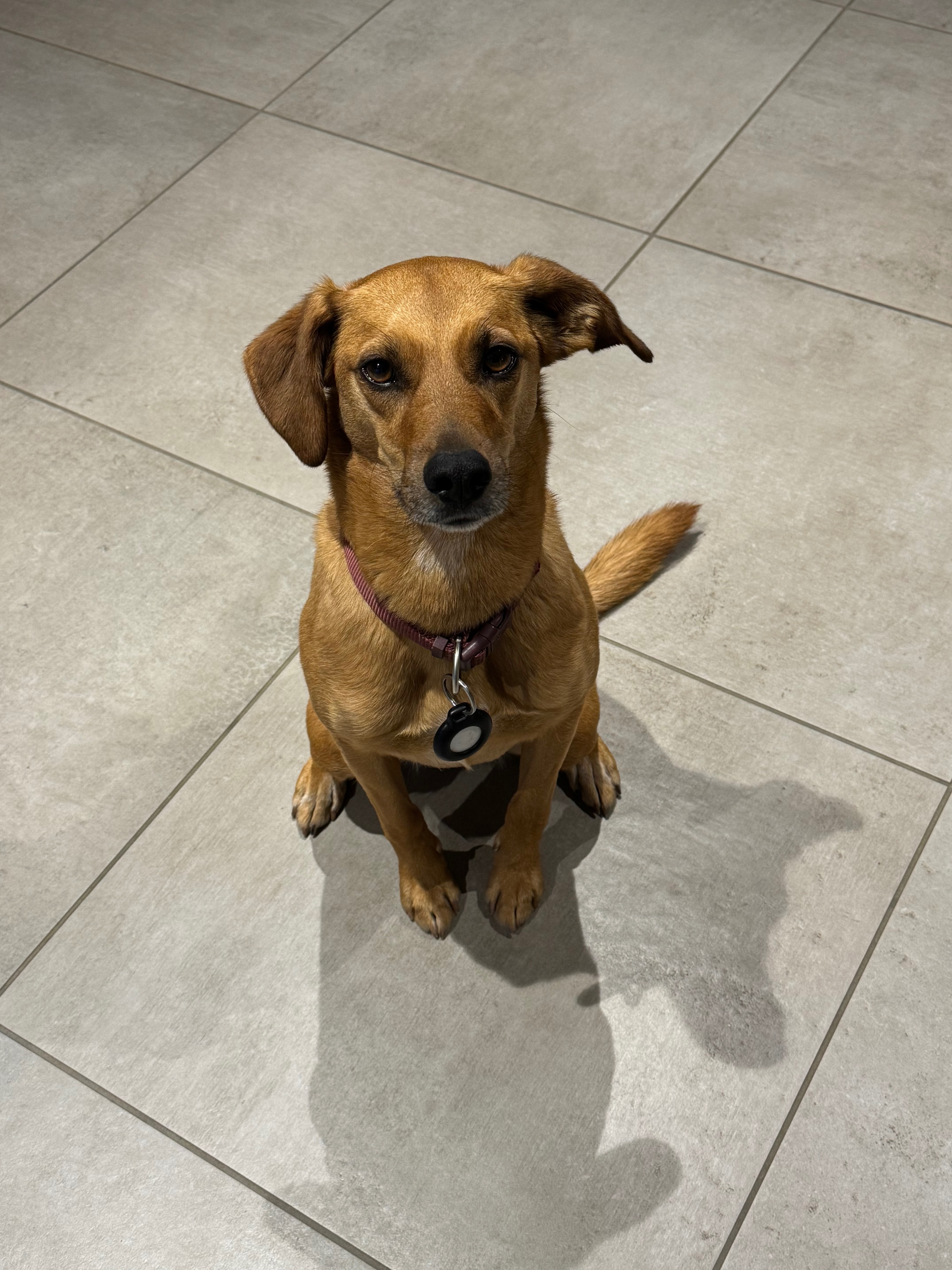 Chien fauve perdu, harnais rose, Savigny | Pet911.fr