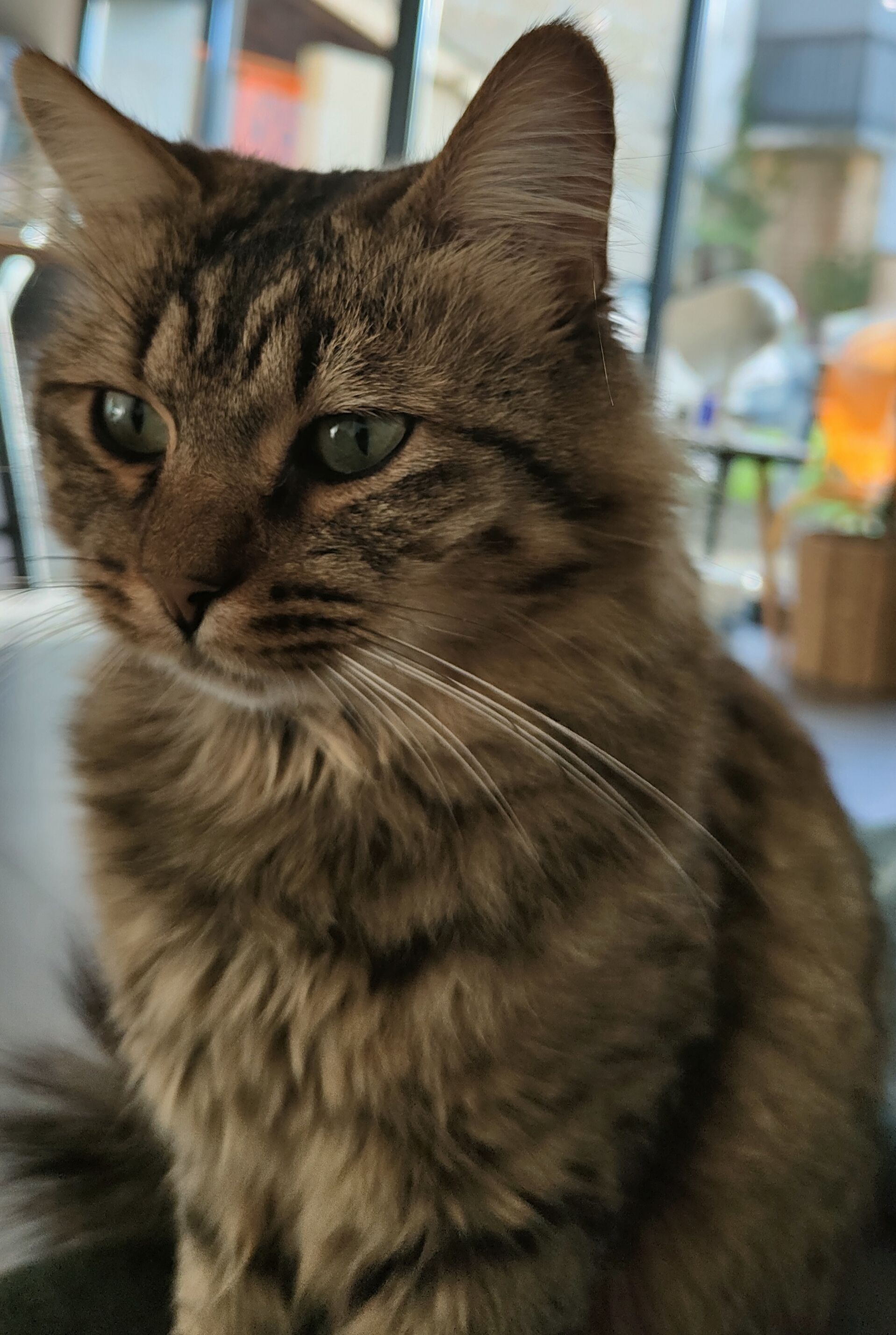 Chat Perdu à Le Barp | Les Annonces des Chats Disparus | Pet911