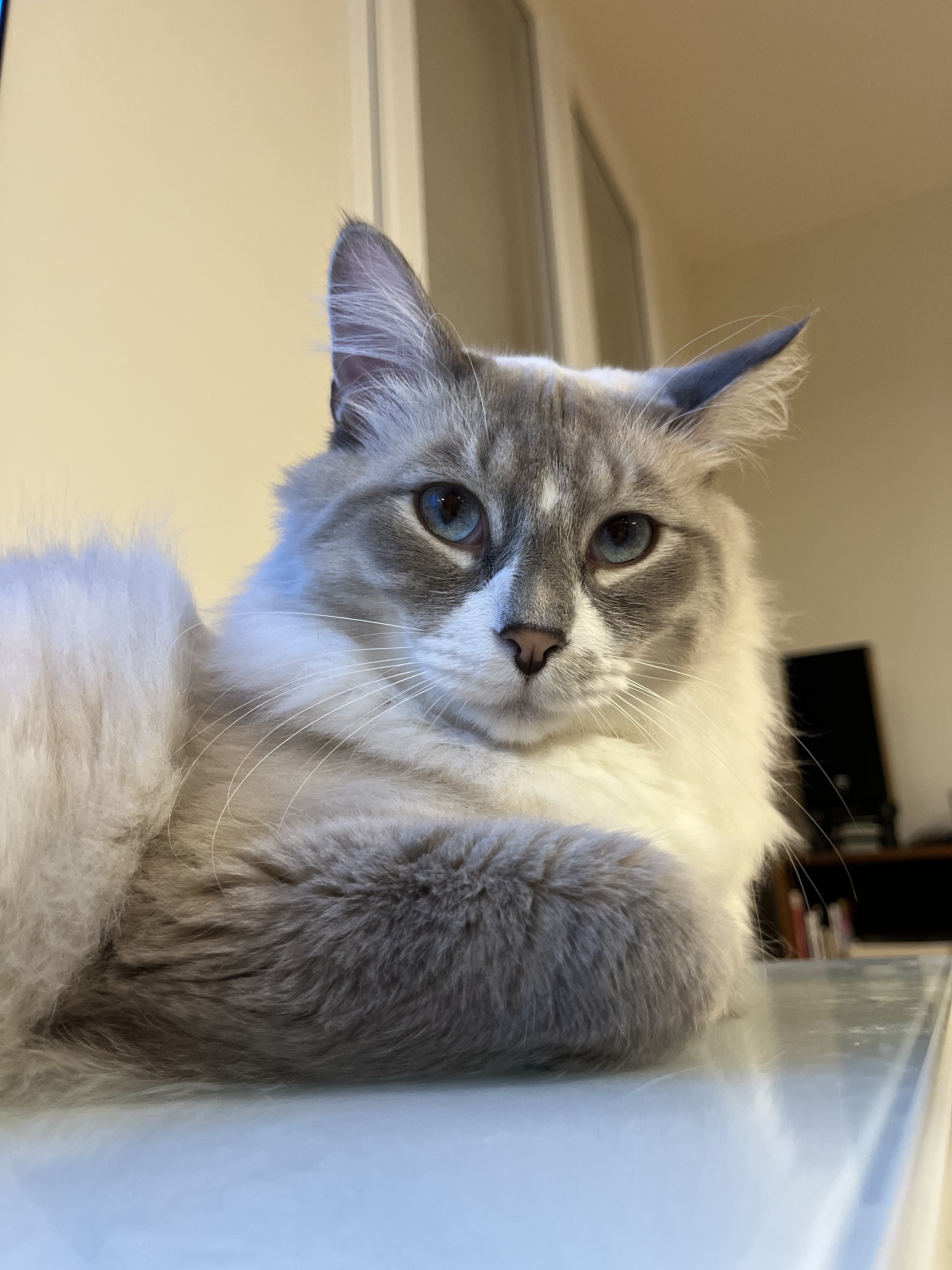 Chat Perdu à Le Barp | Les Annonces des Chats Disparus | Pet911
