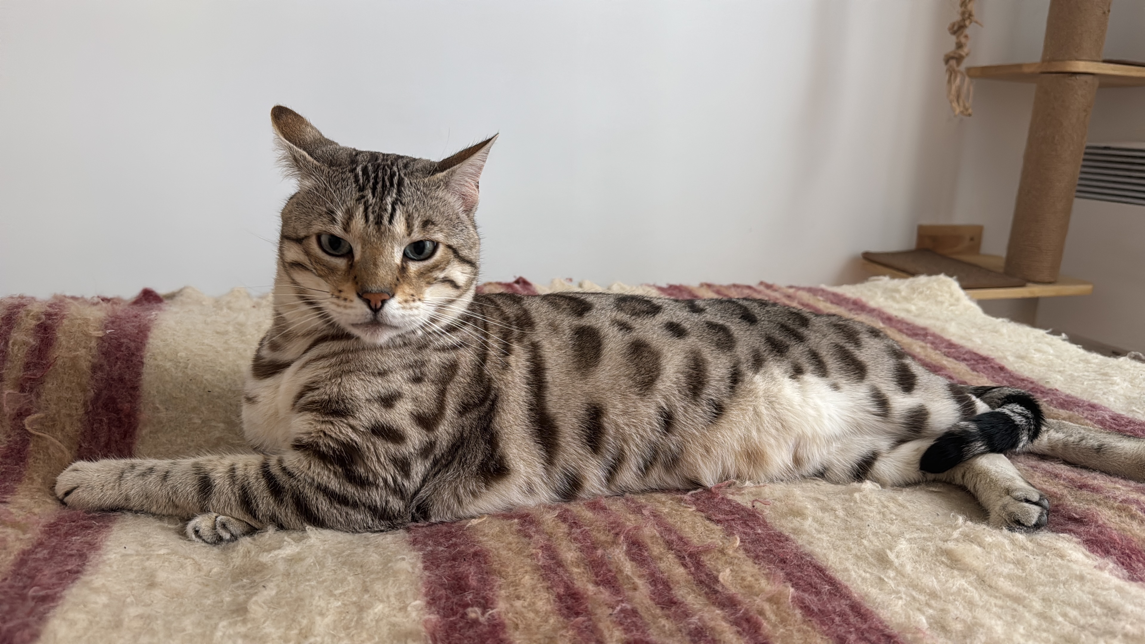 Chat mâle de 6 ans perdu à Paris | Pet911.fr