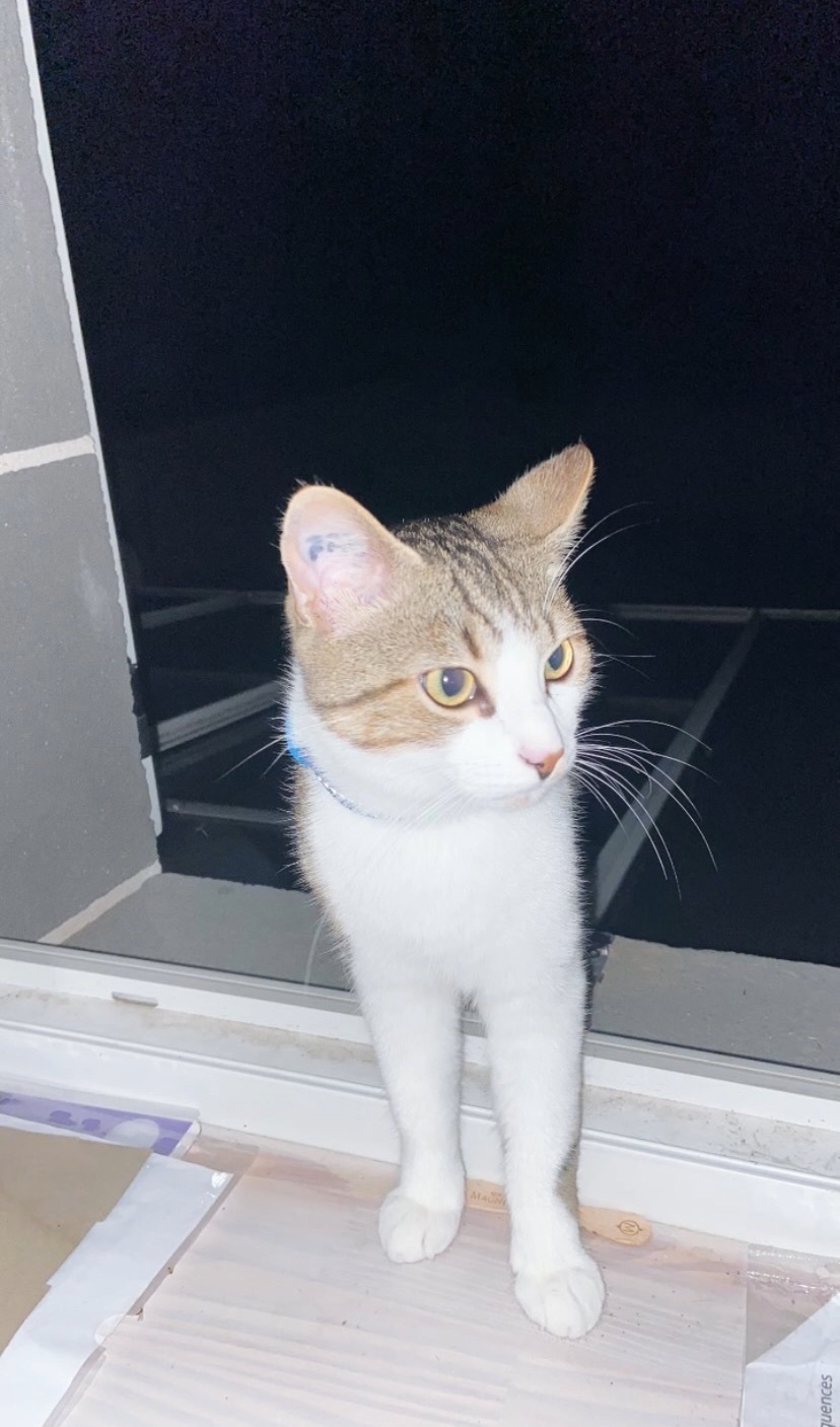 Chat perdu à Clermont-Ferrand : blanc et tigré | Pet911.fr