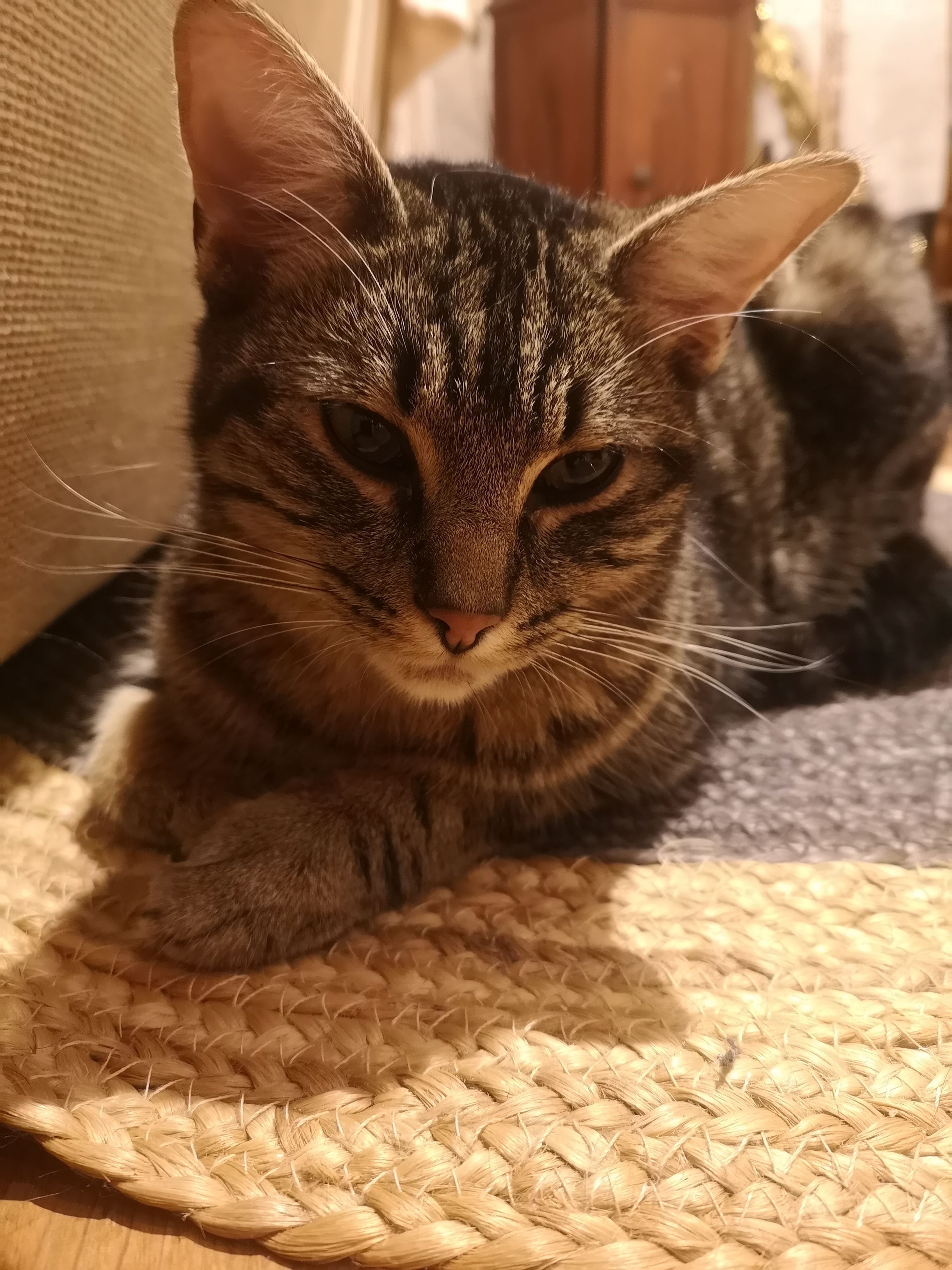 Chat perdu : tigré noir/marron, queue en Z | Pet911.fr