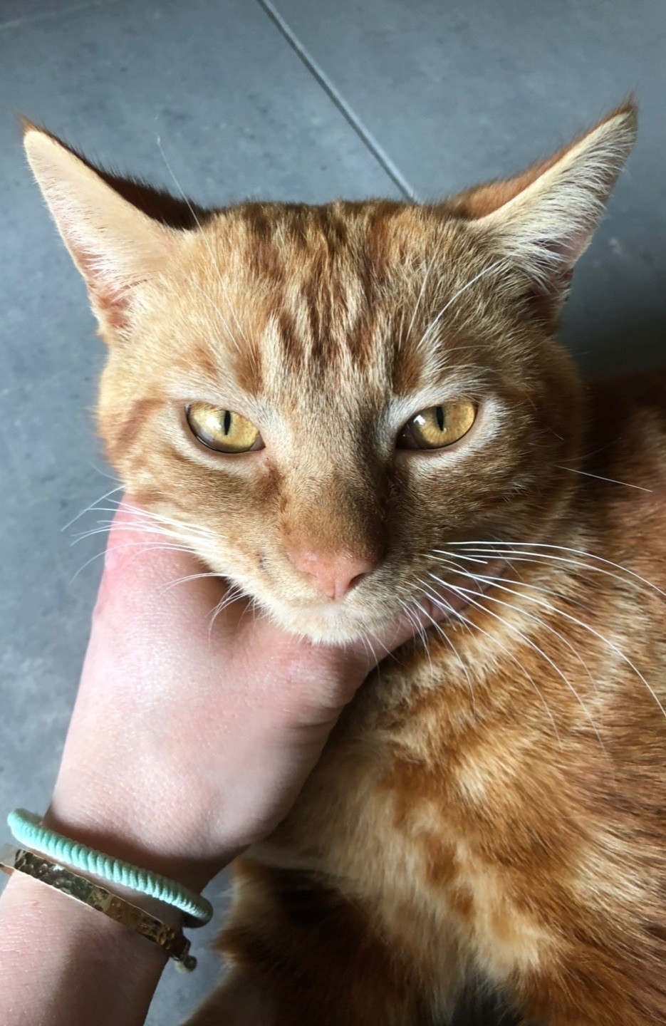 Chat roux castré perdu, Bonneville-et-Saint-Avit | Pet911.fr