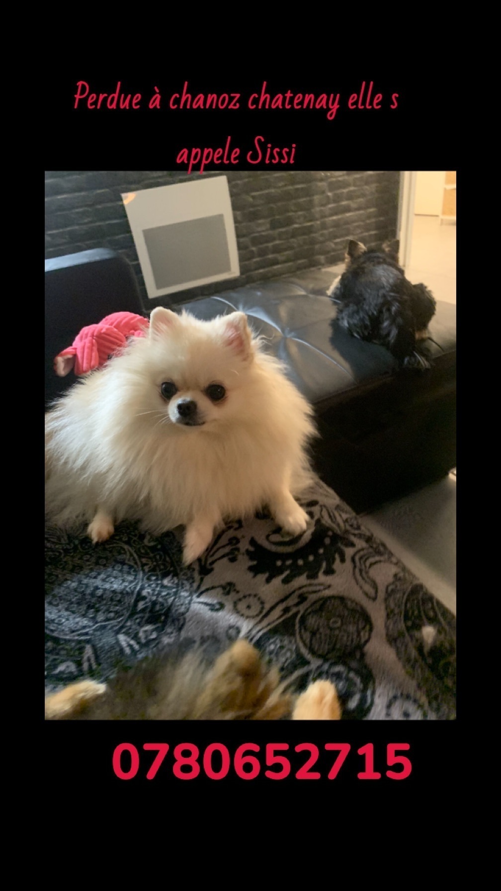 Chien perdu : Spitz nain blanc à Chanoz | Pet911.fr