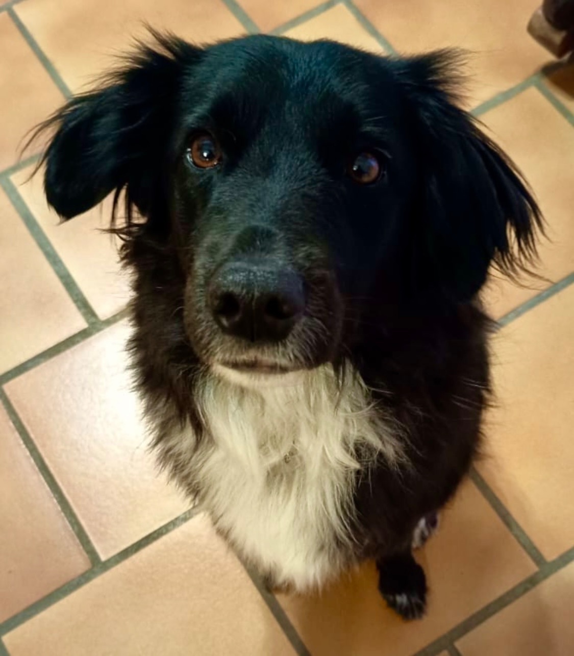 Chien perdu, femelle noir/blanc, Laval-Saint-Roman | Pet911.fr
