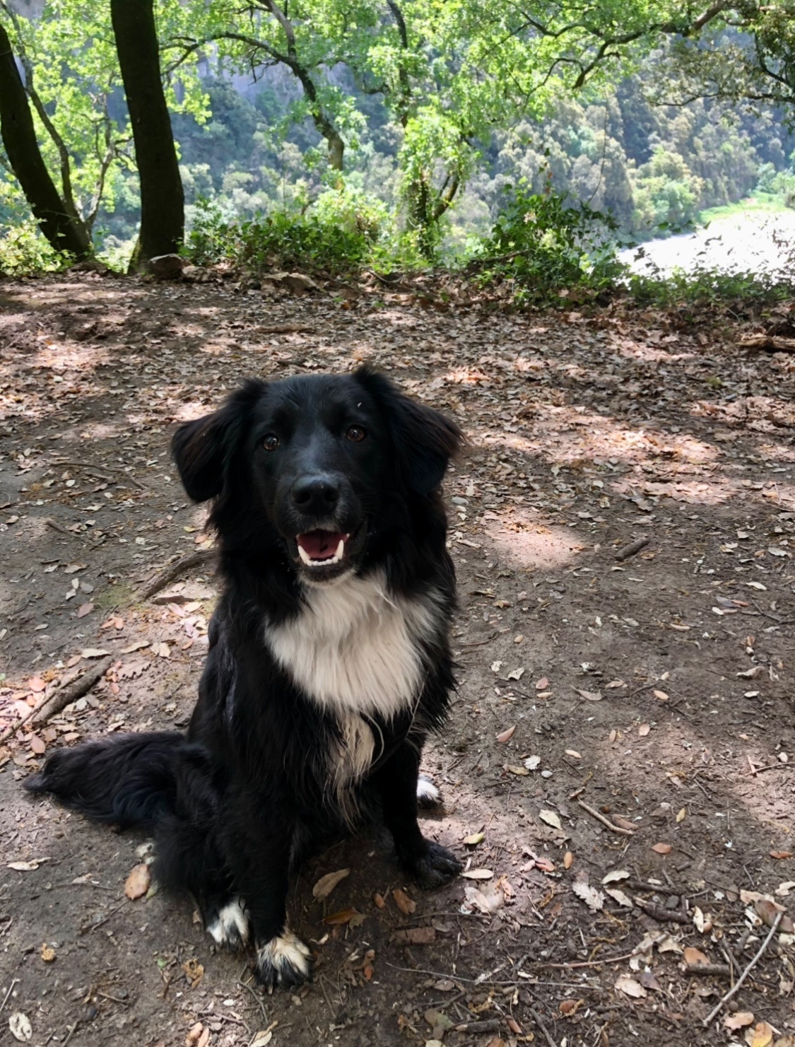 Chien perdu, femelle noir/blanc, Laval-Saint-Roman | Pet911.fr