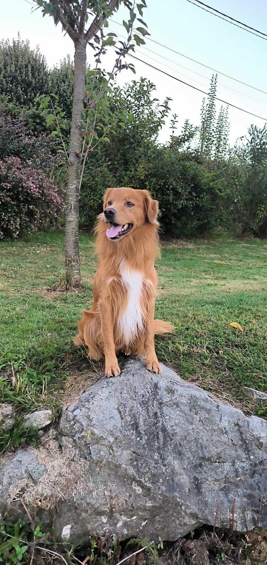 Chien perdu : Odin, 7 ans, fauve, pucé | Pet911.fr