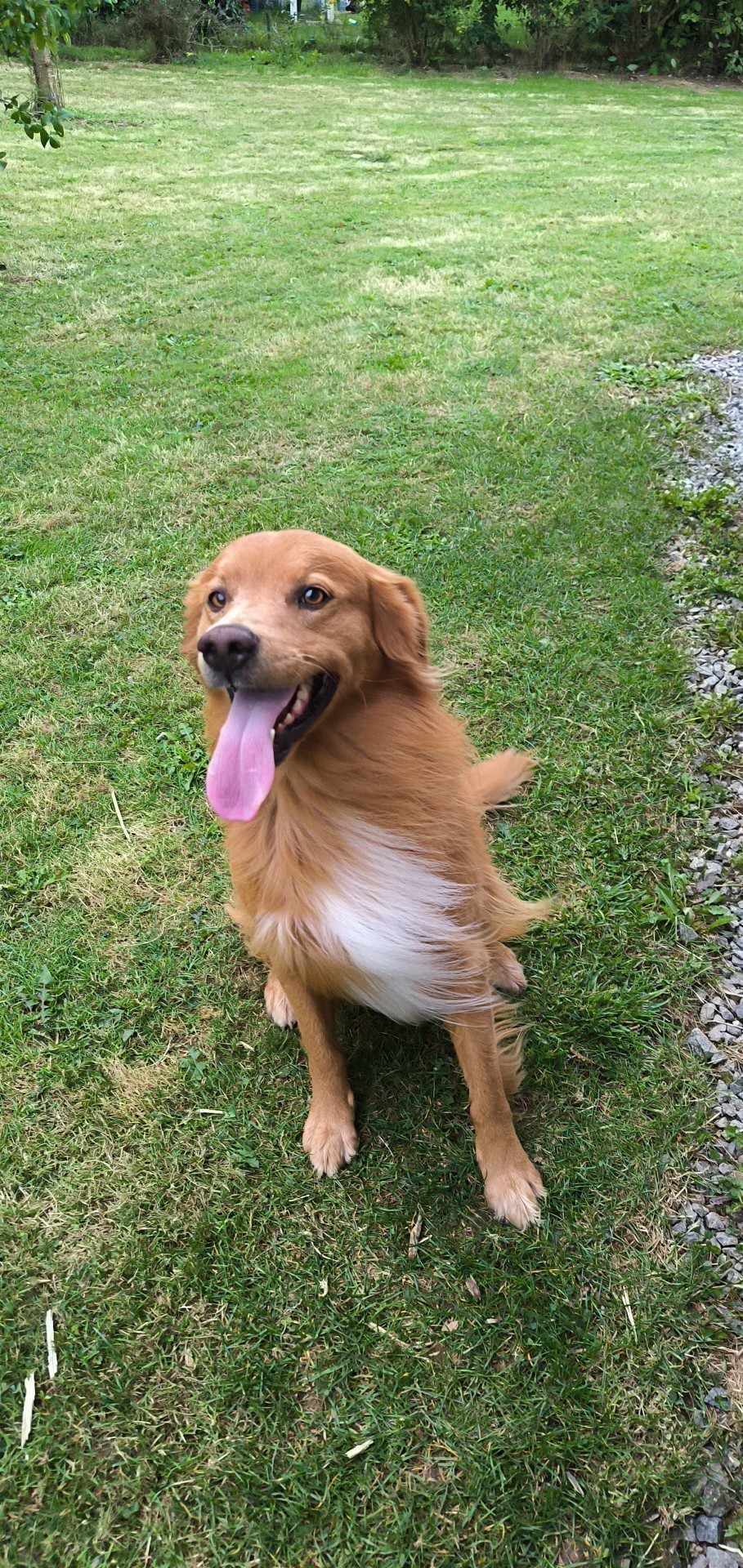 Chien perdu : Odin, 7 ans, fauve, pucé | Pet911.fr