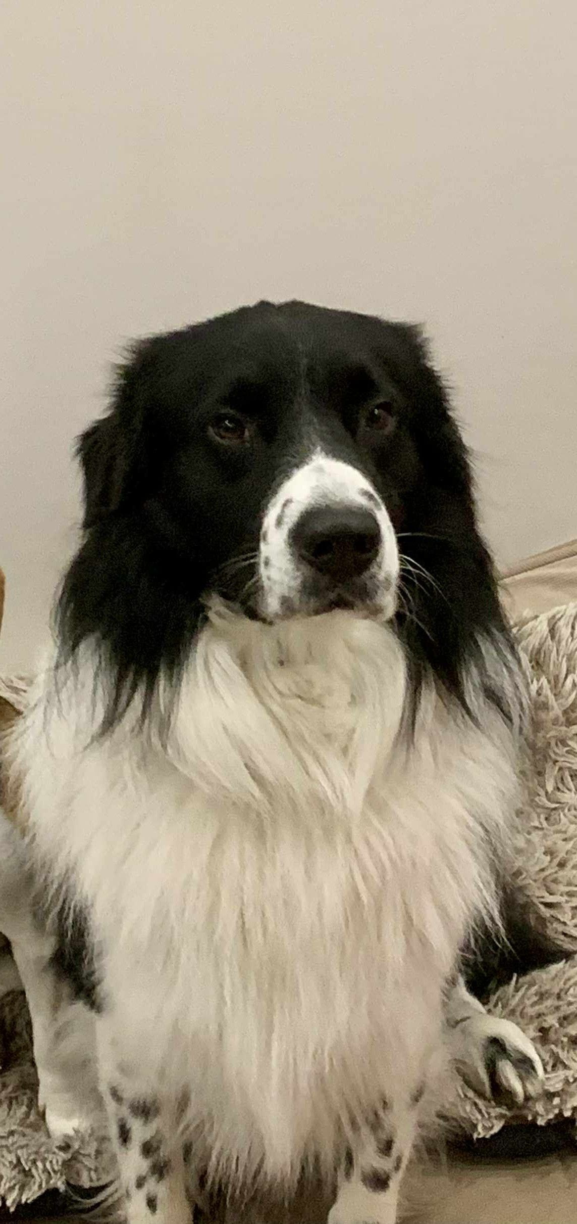 Chien perdu : Mâle Border Collie x Berger 3 ans à Béziers | Pet911.fr