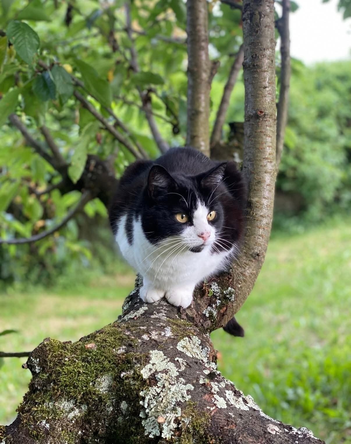 Chat perdue à Lons-le-Saunier, Rue Regnaud | Pet911.fr