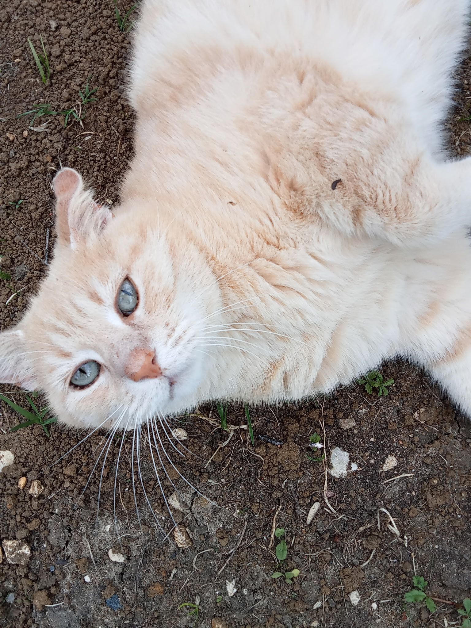 Chat roux perdu à Beaumont Saint-Cyr | Pet911.fr
