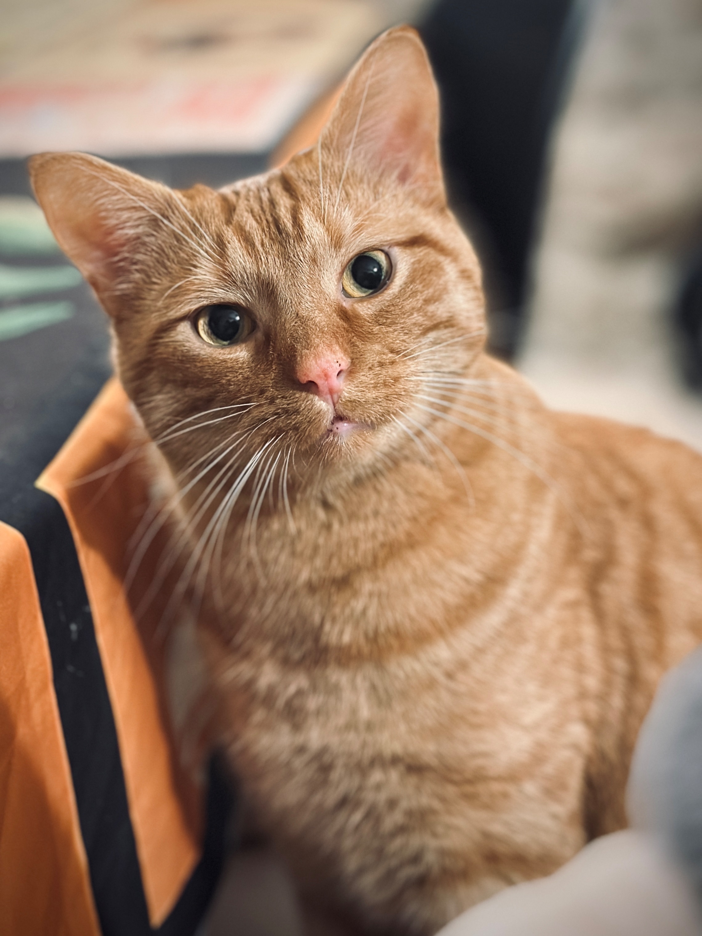 Chat roux perdu, 1 an, taches brunes | Pet911.fr