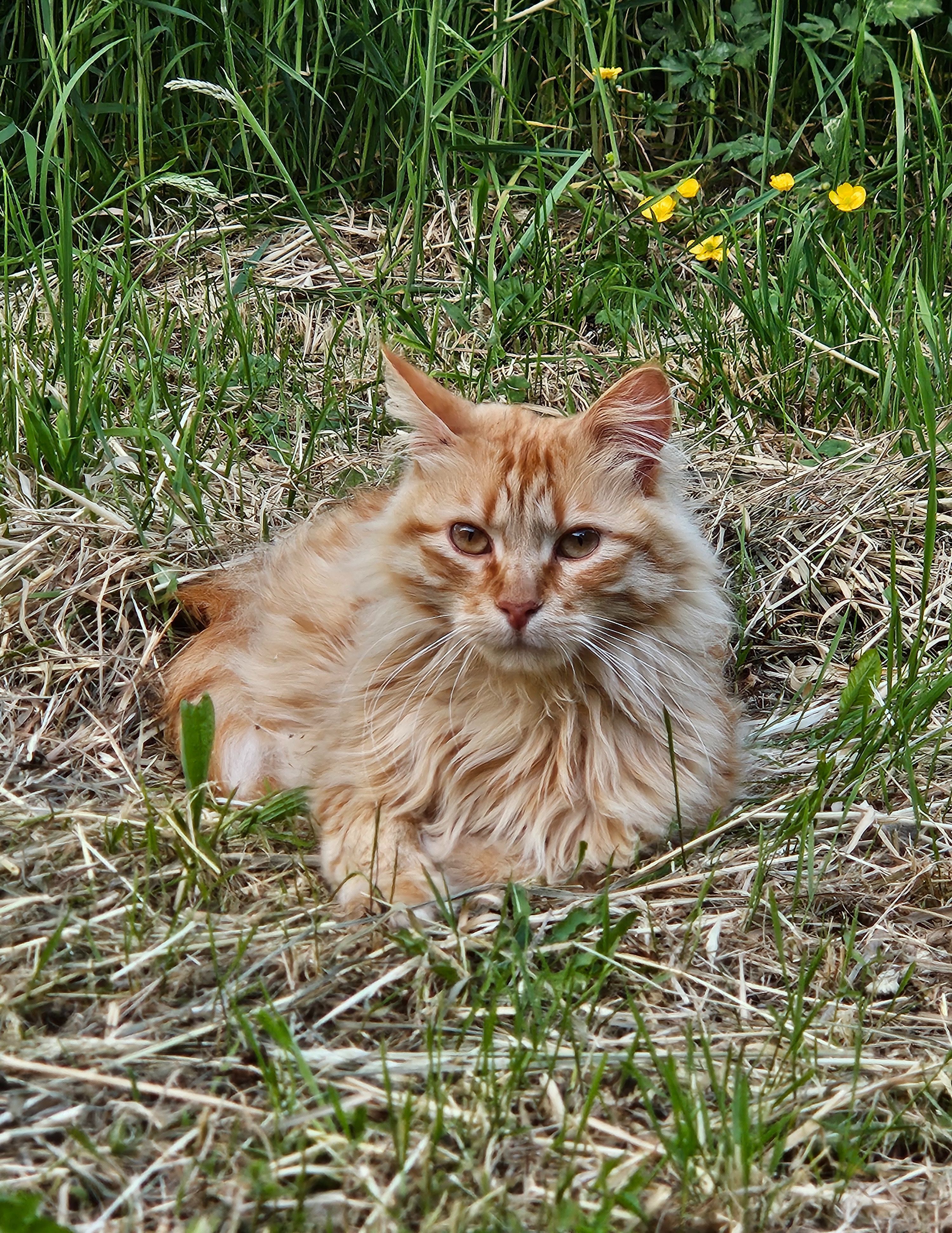 Chat roux perdu à Gauchy, très gentil | Pet911.fr
