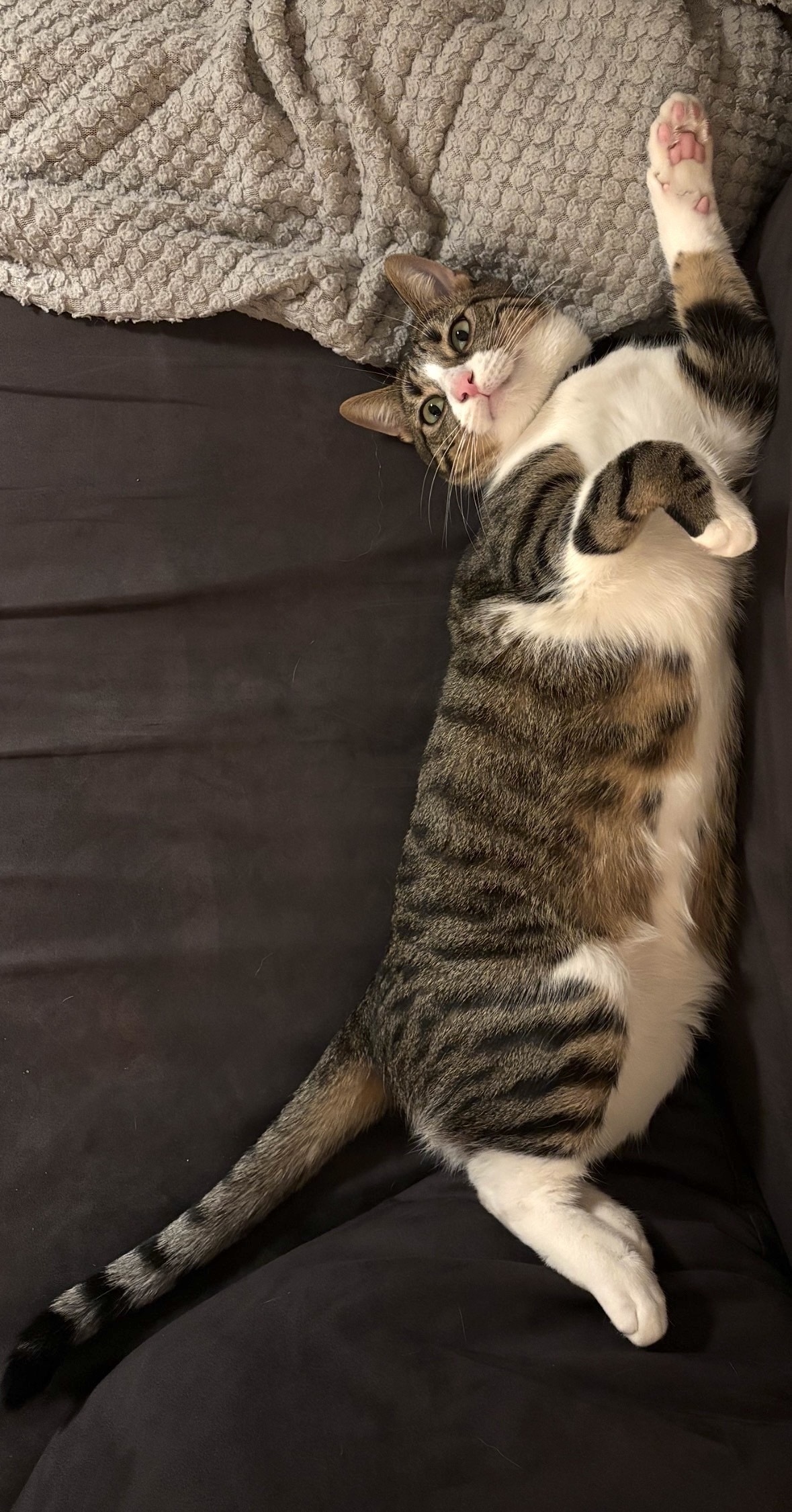Chat mâle tabby perdu à Lyon, rue Léon Jouhaux | Pet911.fr