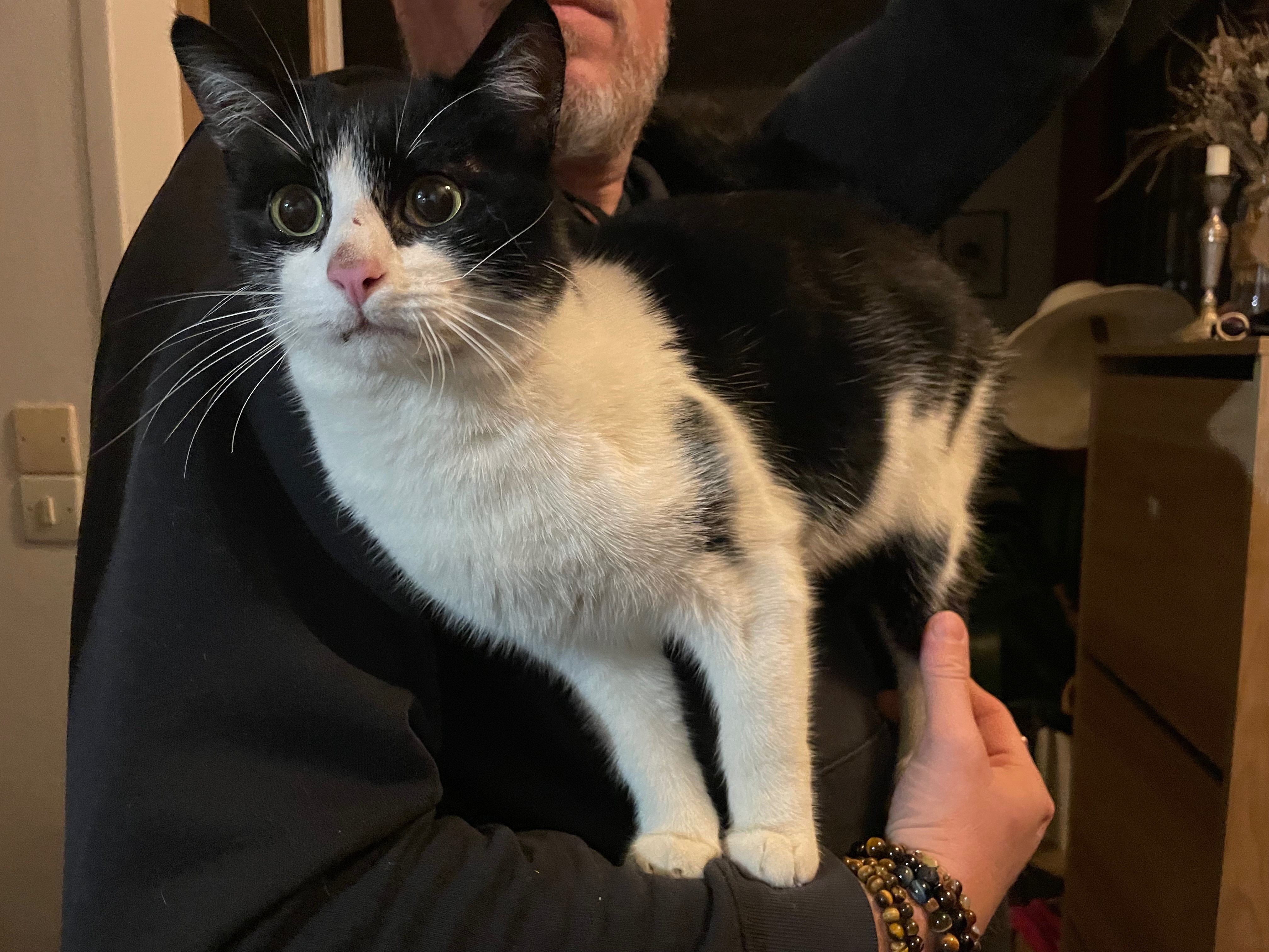 chat trouvée | Pet911.fr