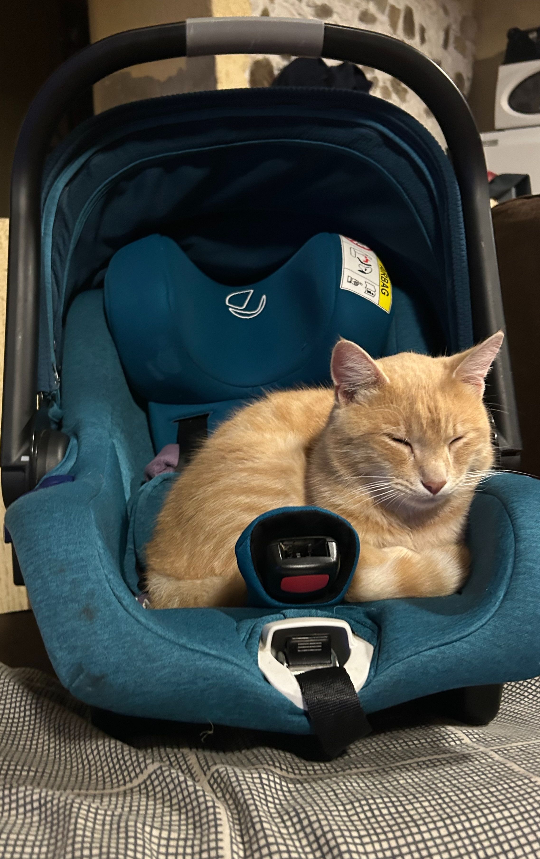 Chat perdu : Titi, crème et blanc, Les Essarts | Pet911.fr